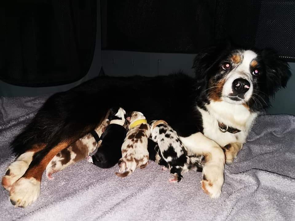 Accueil - Elevage Du Domaine De Malokyty Hateya - eleveur de chiens ...